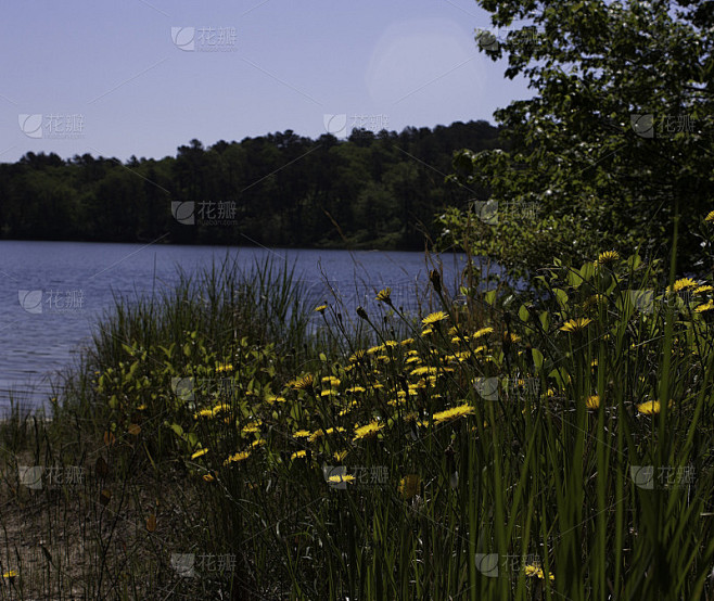 Long Pond, Wellfleet MA。