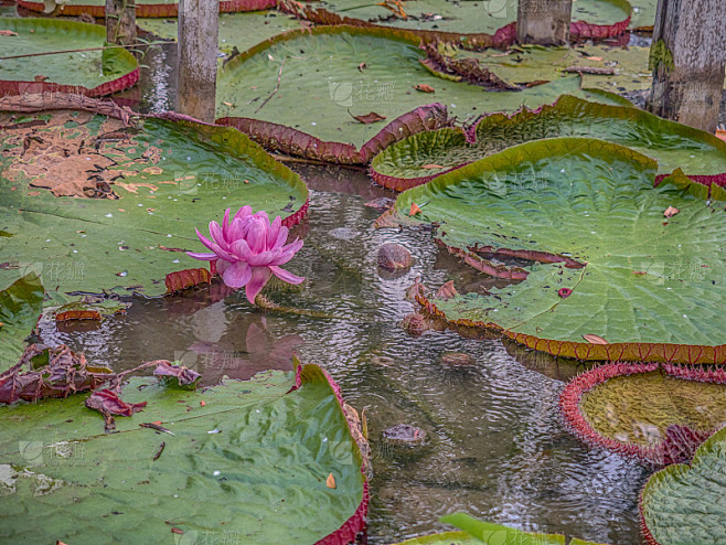 Victoria amazonica