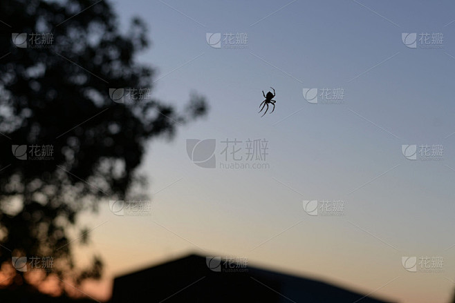 蜘蛛在日落时分