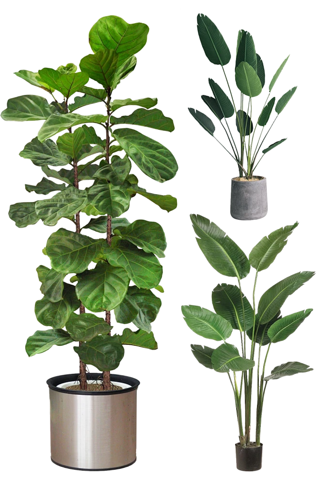 花盆绿植.png-众图网-花瓣网