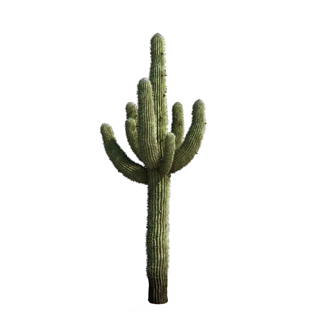 沙漠仙人掌3d max httpsstatic.turbosquid.comPreview20160729__14_43_2501x-花瓣网