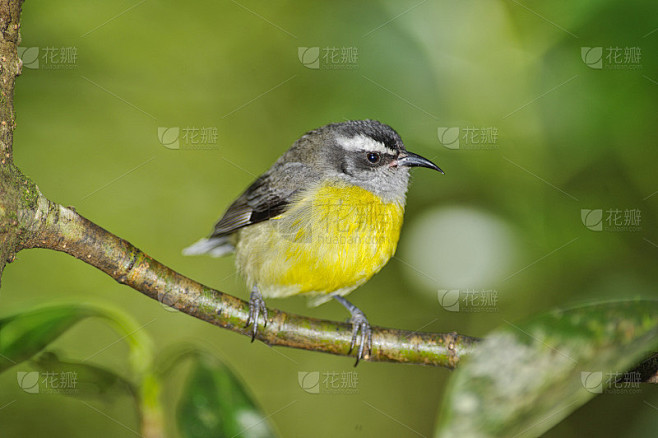 Bananaquit、哥斯达黎加