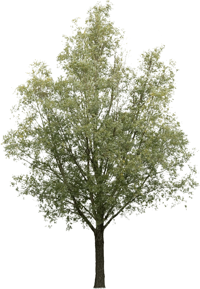 meye salix alba cut out tree in png-花瓣网