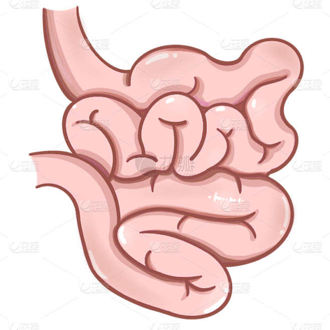 手绘-身体器官元素-肠子