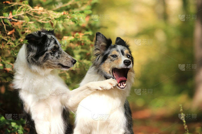 Funny border collie dogs having fun