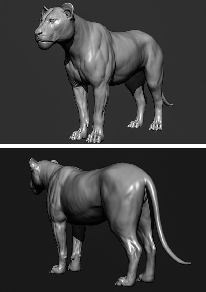 狮子 45度角侧身——Daniar Joldoshbek