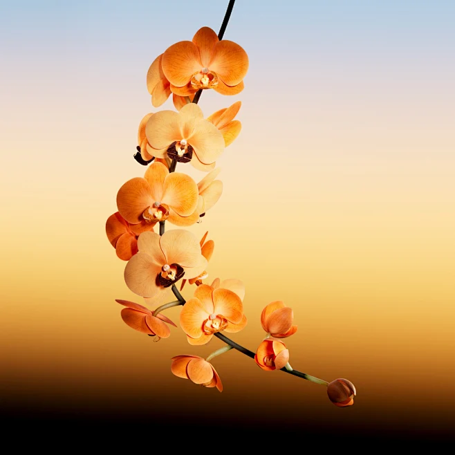 orchid Flora flower Nature арт 3D motion graphics after effects ...