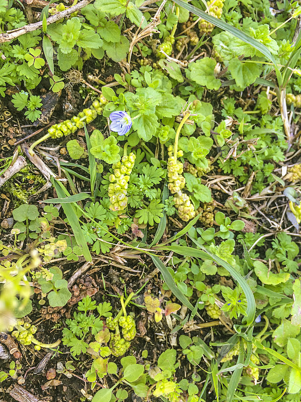 鸟眼或波斯speedwell