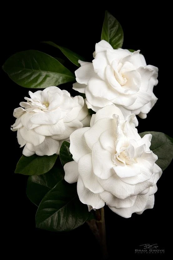 Gardenia!-花瓣网