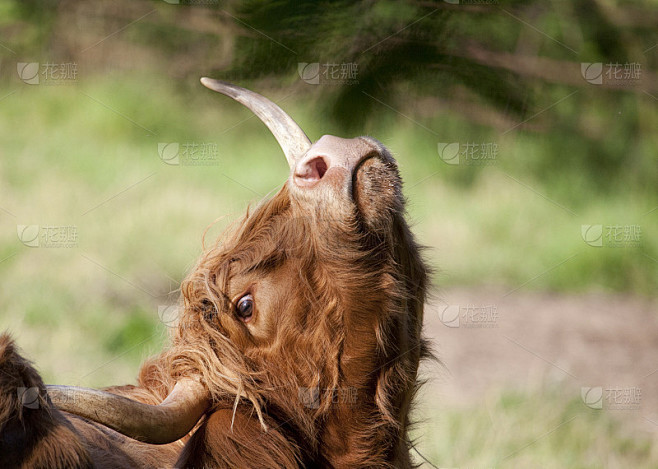 Highland cow scratching her back