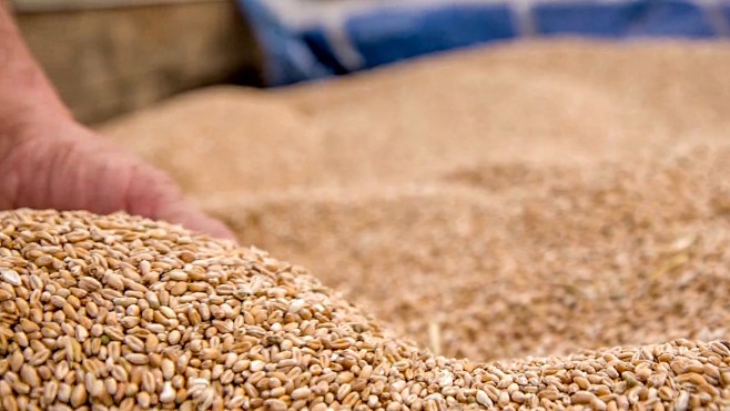 Sloo MO农民手握麦粒