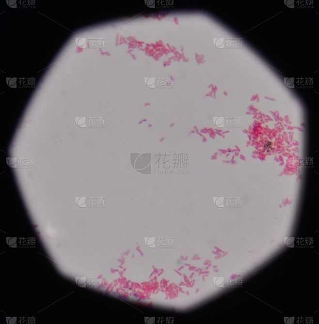 细菌,背景聚焦,健康保健,显微镜,垂直画幅,微生物学,科学,生物学,实验室,微生物