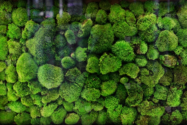 纹理,苔藓,绿色,在之后,大群动物,玻璃,湿,清新,环境,草素材-花瓣网