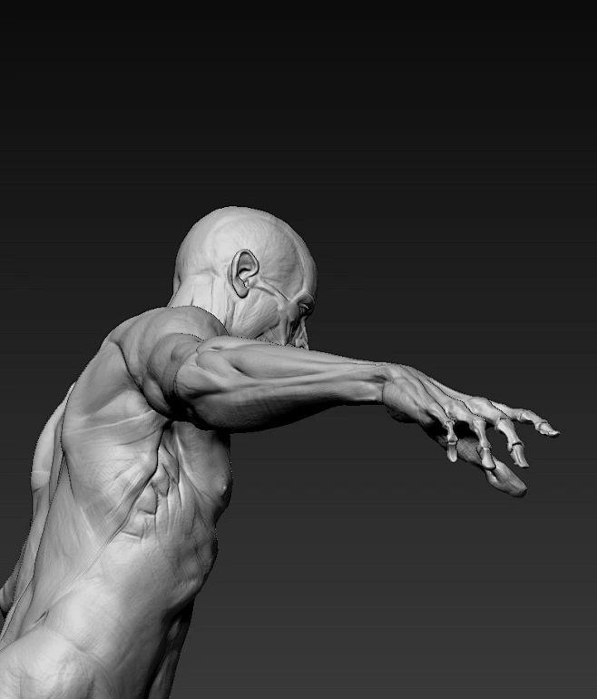 ecorche study, Adam Daroszewski : ecorche study of a measured model-花瓣网