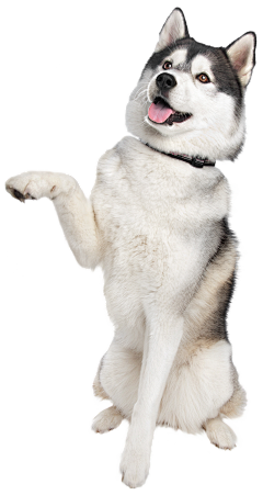 动物素材-已抠图-花瓣网|陪你做生活的设计师 | 90101447