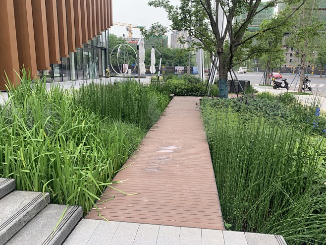 IMG_9492木贼 鸢尾