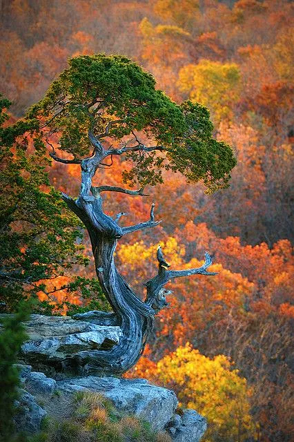 Old Cedar Tree, Mount Magazine State Park, Logan County, Arkansas-花瓣网