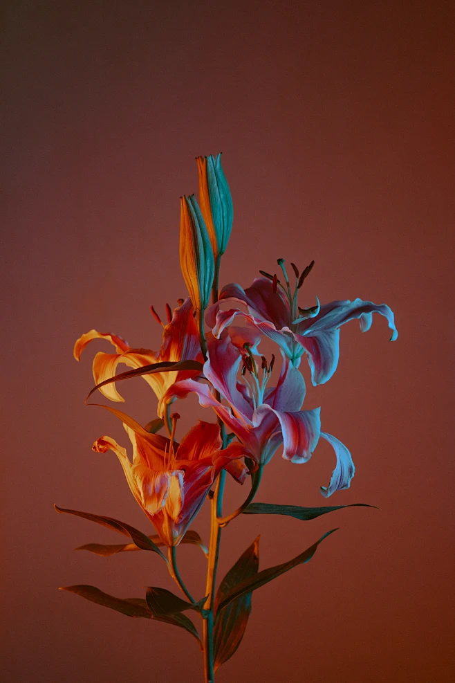 Advertising botanical photographer commercial floral Flowers Nature ...