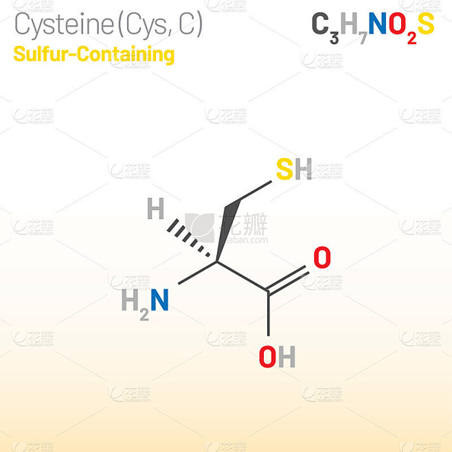 半胱氨酸(Cys, C)氨基酸分子。(化学公式C3H7NO2S)