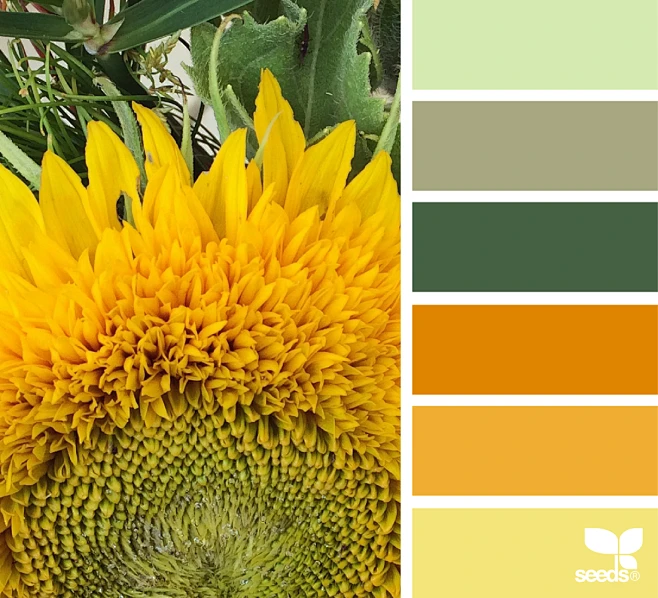 { sunny hues } image via: @designseeds-花瓣网