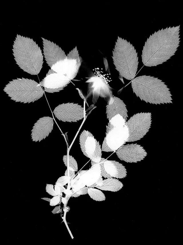 William Arnold-花瓣网