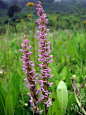 中文学名 西南手参 拉丁学名 Gymnadenia orchidis Lindley 科中文名 兰科 科拉丁名 Orchidaceae 属中文 ...