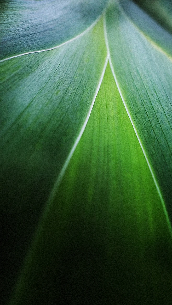 叶子H5背景_新图网 https://ixintu.com h5 叶子 纹理 绿色 质感 H5背景 H5-花瓣网