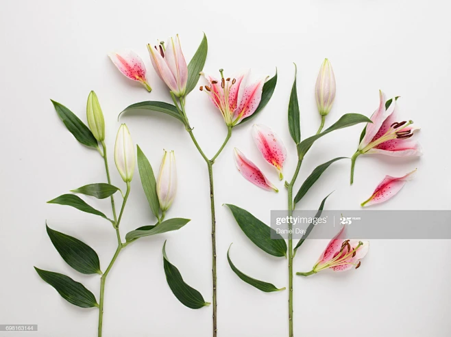 High angle view of pink and white lilies cut up into pieces laid out on ...