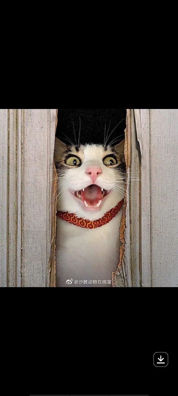 jade All work and no play makes Mr.Felidae a dull cat. All work and no ...