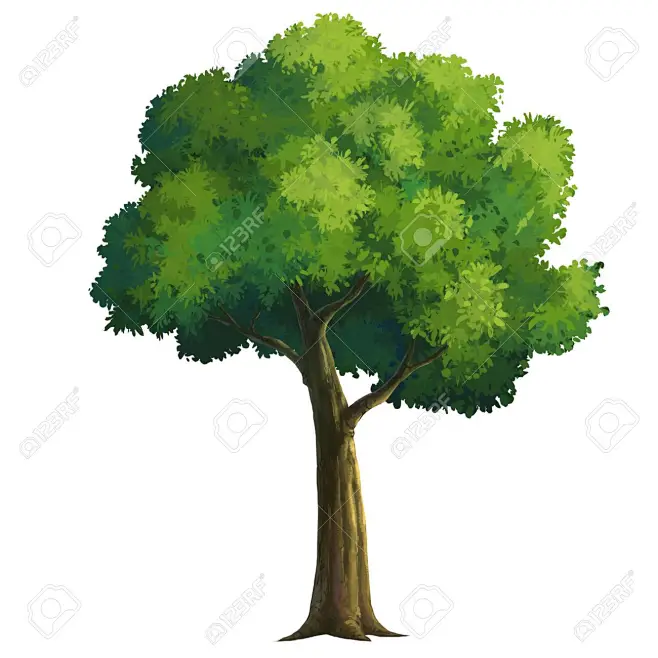 Ilustración de un árbol : 123RF- Millones de fotos, vectores, vídeos y ...
