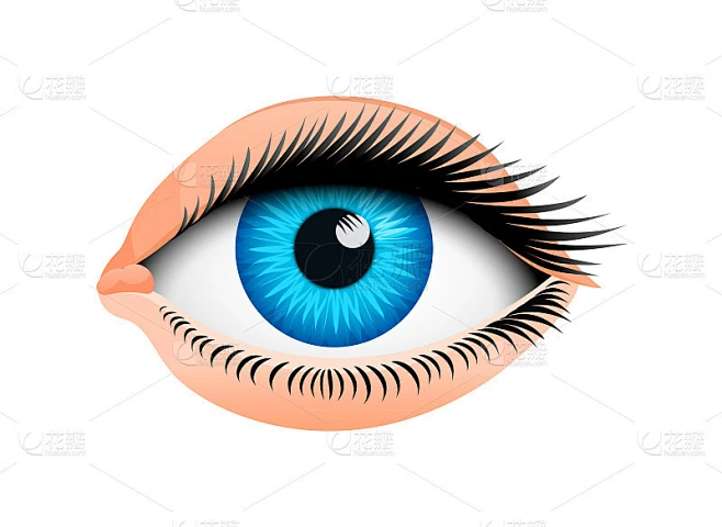 人体生物学，感觉器官，解剖学说明。脸详细的眼睛或观点。设医还是健人。眼光看europeoid素材-花瓣网