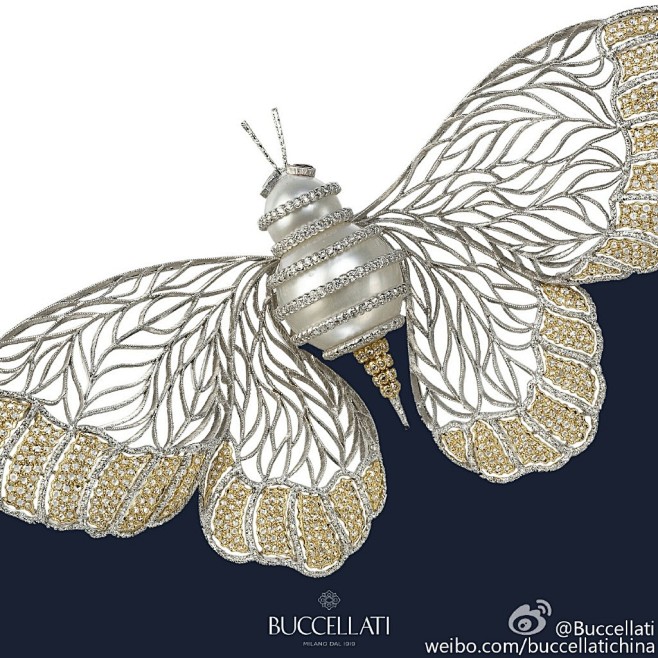 Buccellati的微博_微博