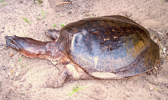 学名：Cycloderma aubryi (DUMÉRIL, 1856) 中文名：欧氏圆鳖 英文名：Aubry's Flapshell Turtle