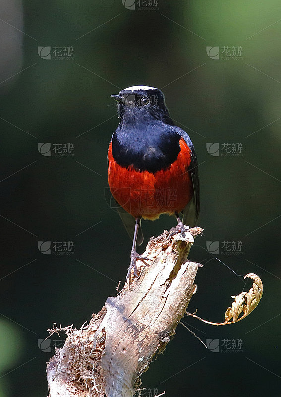 White-capped Water-redstart