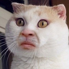 猫星人搞笑 猫表情包 搞笑猫咪 猫咪GIF 搞笑猫咪动图 幽默的猫 猫G