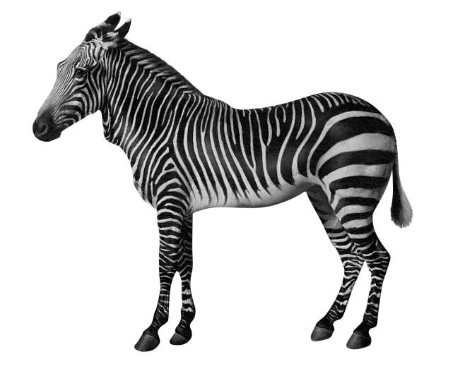 2650_2 (1)