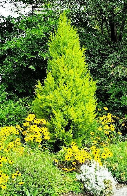 Cupressus macroglossus 'Goldcrest' 金冠柏