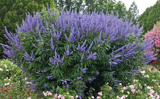 穗花牡荆 Vitex agnus-castus