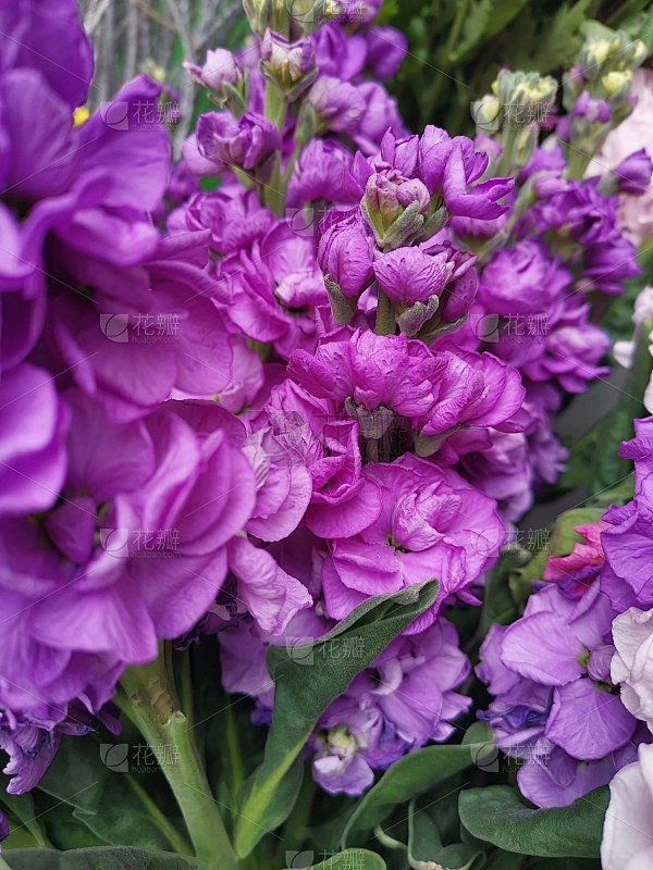 一朵紫色的花园里的花