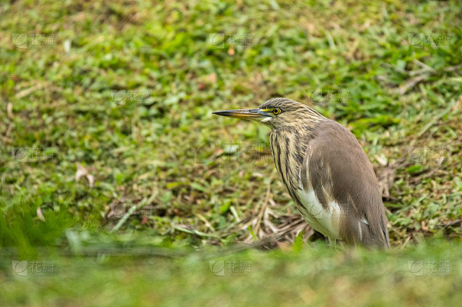 中国塘鹭，Ardeola bacchus