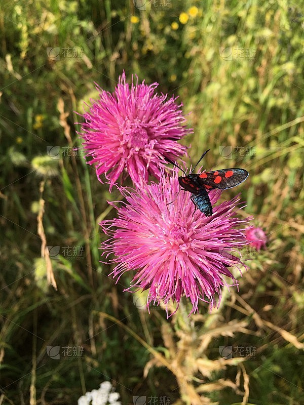Zygène对蓟cirsium