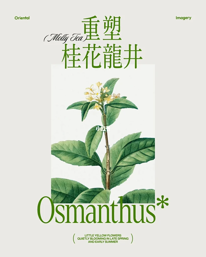 原创 | 茉莉奶白桂花龙井系列包装设计-花瓣网