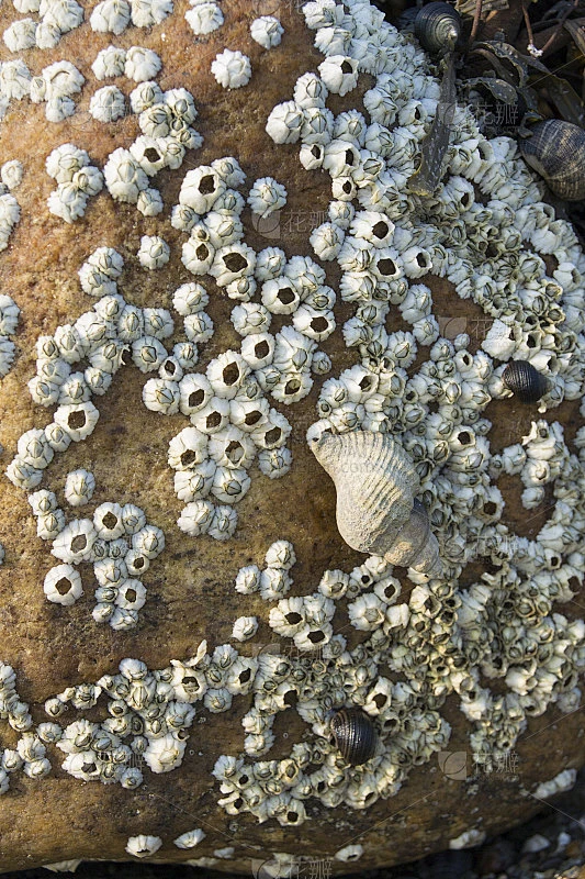 北岩上的藤壶素材-花瓣网