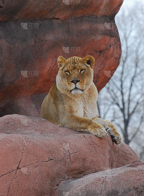 母狮素材-花瓣网