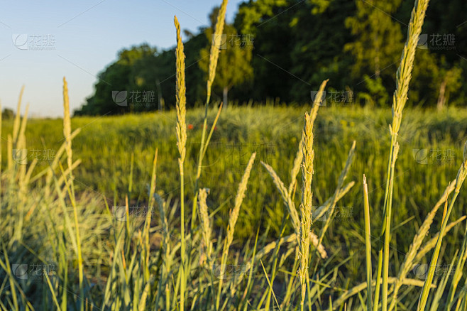 大arenarius L . .(Leymus arenarius (l)Hochst)。