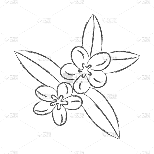 pencil drawing a flower with leaves isolated