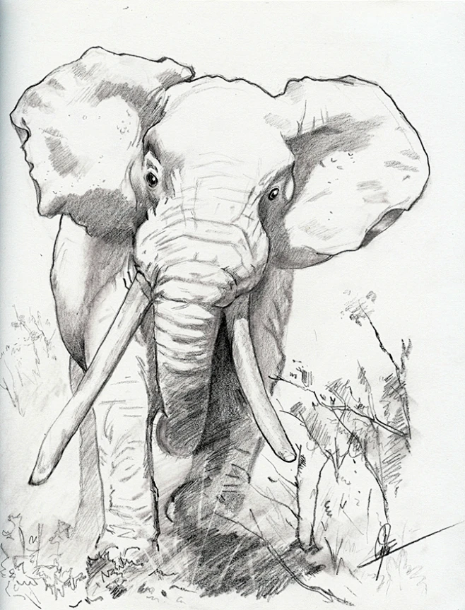 Elephant by ~ChineseWarri0r on deviantART-花瓣网