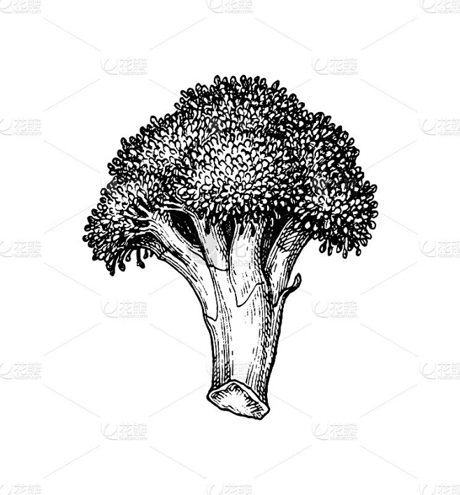 Ink sketch of broccoli.素材-花瓣网