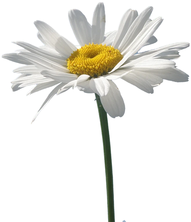 kisspng-flower-oxeye-daisy-german-chamomile-flower-5ad42bf91da8c7 ...