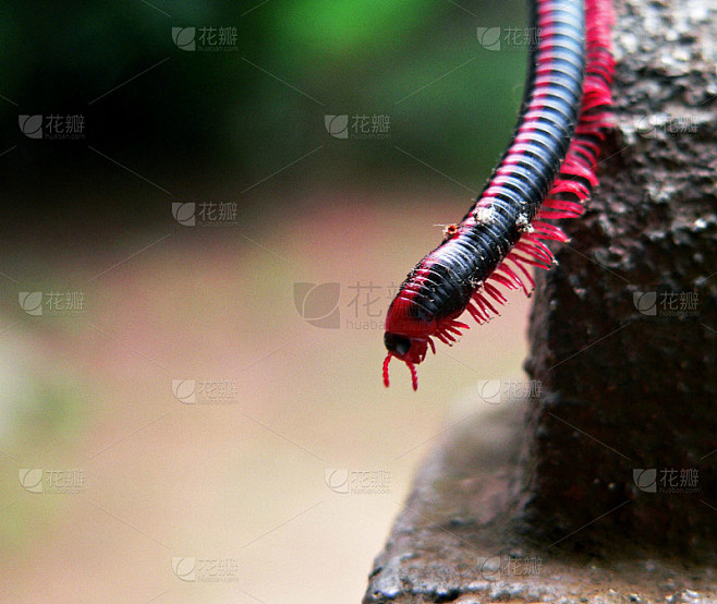 千足虫